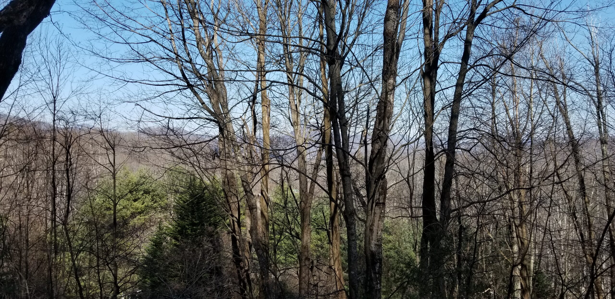 Spring in Appalachia: Starting a Farm With Trauma - Old Gods Heal