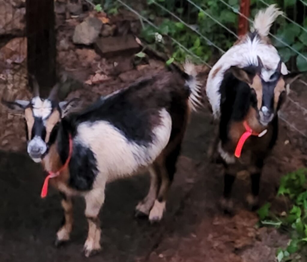 Learning About Loki - Old Gods Heal